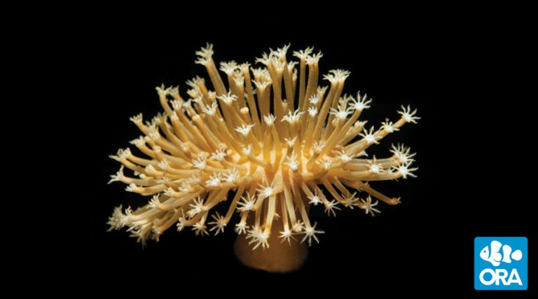 MIMF Yellow Polyp Sinularia | Sinularia sp | ORA | Oceans, Reefs ...
