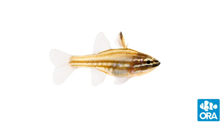 Banggai Cardinal | Pterapogon kauderni | ORA | Oceans, Reefs & Aquariums