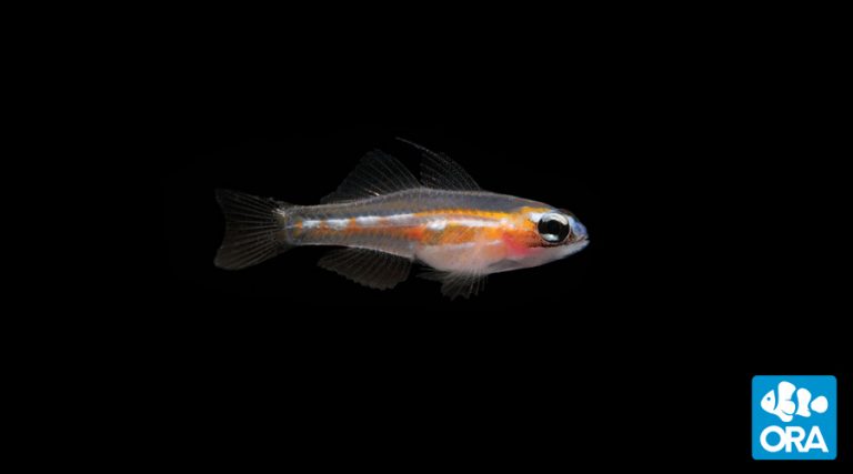 Greenbanded Goby | Elacatinus multifasciatus | ORA | Oceans, Reefs ...