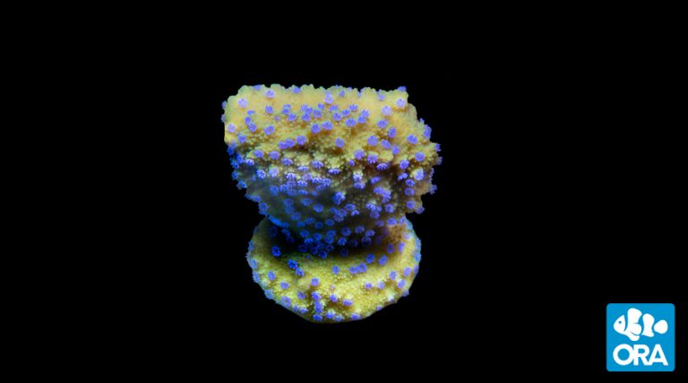 MIMF Yellow Porites | Porites sp.| ORA | Oceans, Reefs & Aquariums