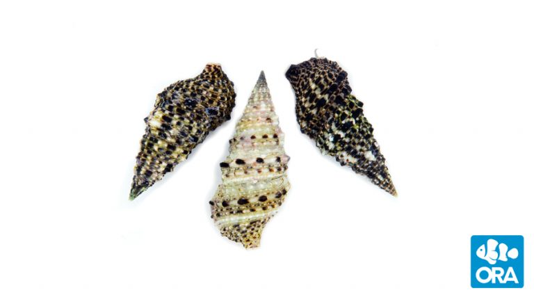 Cerith Snails | Cerith sp. | ORA | Oceans, Reefs & Aquariums