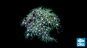 MIMF Green Star Polyps | Briareum sp. | ORA | Oceans, Reefs & Aquariums