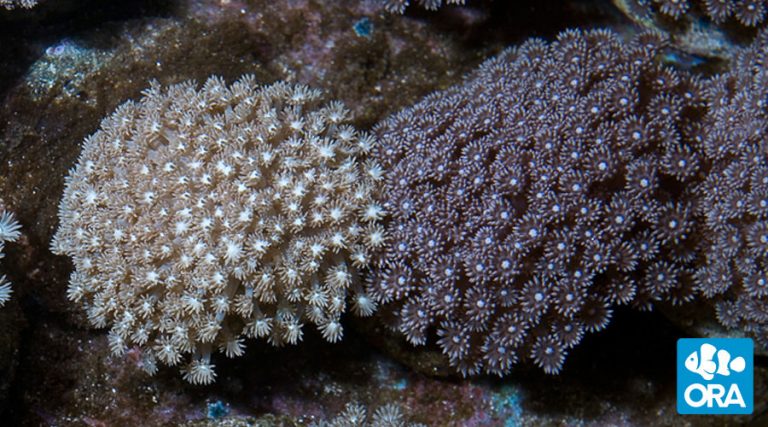 MIMF Yellow Porites | Porites sp.| ORA | Oceans, Reefs & Aquariums