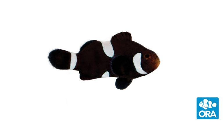 Black Ocellaris Clownfish | Amphiprion ocellaris | ORA | Oceans, Reefs ...