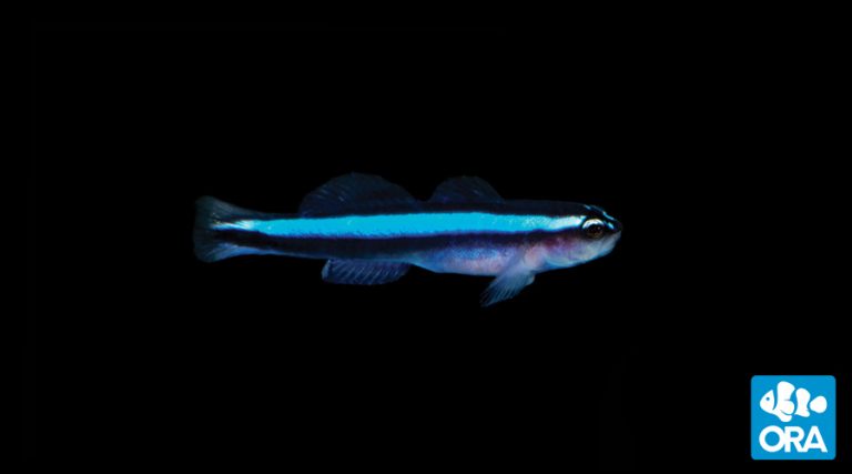 Neon Goby | Elacatinus oceanops | ORA | Oceans, Reefs & Aquariums