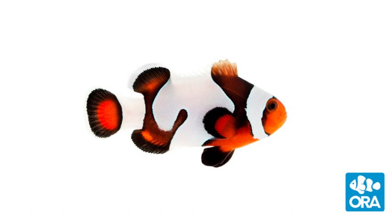 ORA Clownfish | ORA | Oceans, Reefs & Aquariums