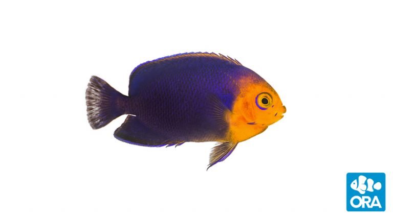 ORA Fish | ORA | Oceans, Reefs & Aquariums