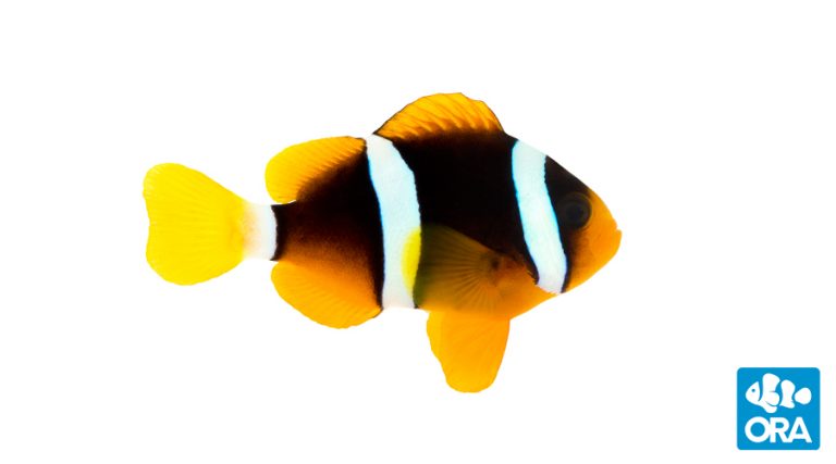 Black Ice Snowflake Clownfish | Amphiprion ocellaris | ORA | Oceans ...