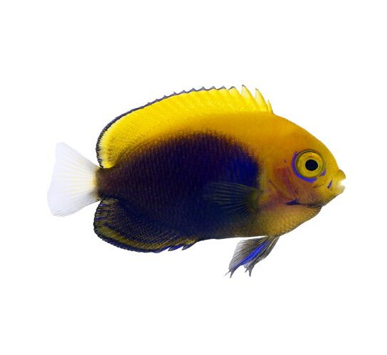 Flameback Angelfish | Centropyge acanthops | ORA | Oceans, Reefs ...