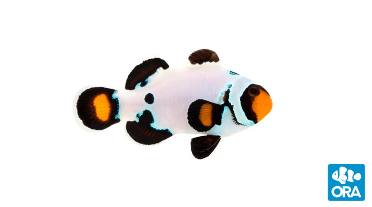 ORA Clownfish | ORA | Oceans, Reefs & Aquariums