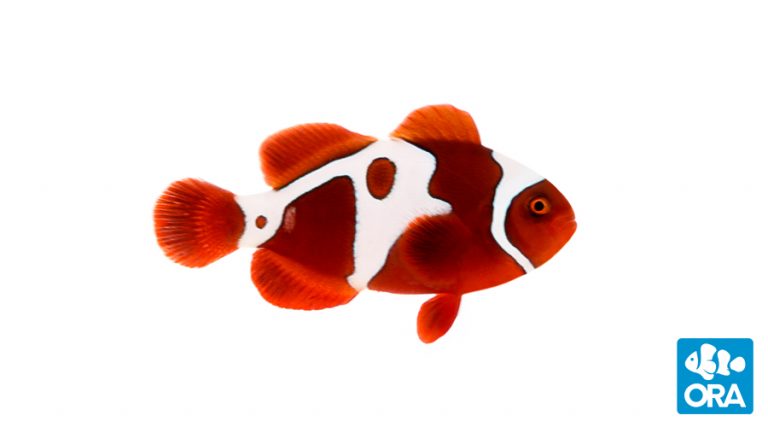 ORA Clownfish | ORA | Oceans, Reefs & Aquariums