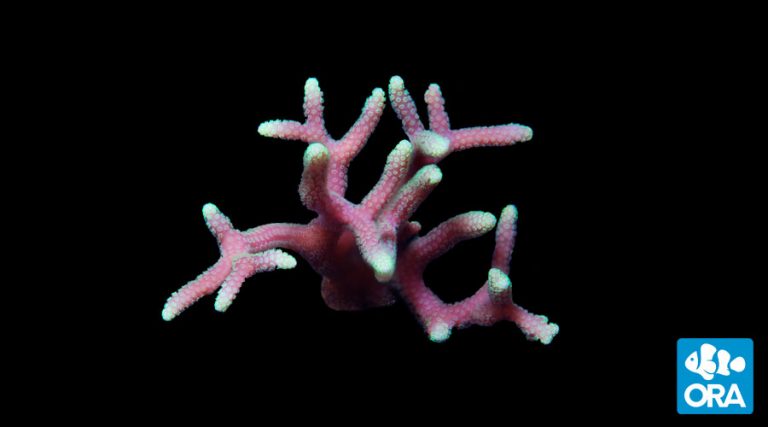 ORA Pink Birdsnest | Seriatopora hystrix | ORA | Oceans, Reefs & Aquariums
