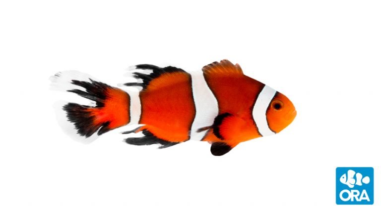 ORA Clownfish | ORA | Oceans, Reefs & Aquariums