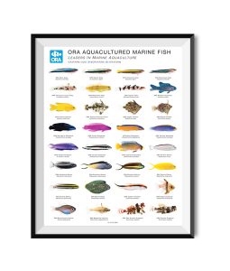 ORA Marine Fish Poster | ORA