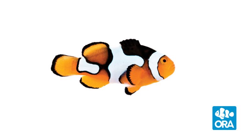 ORA Clownfish | ORA | Oceans, Reefs & Aquariums