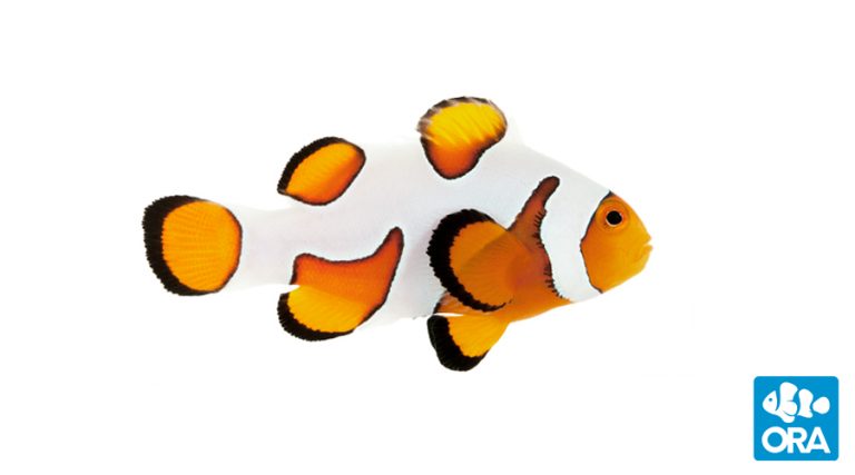 ORA Clownfish | ORA | Oceans, Reefs & Aquariums