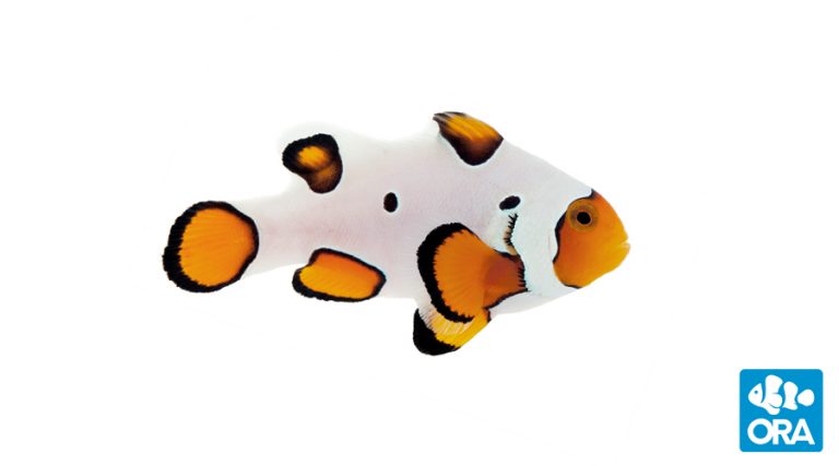 ORA Clownfish | ORA | Oceans, Reefs & Aquariums