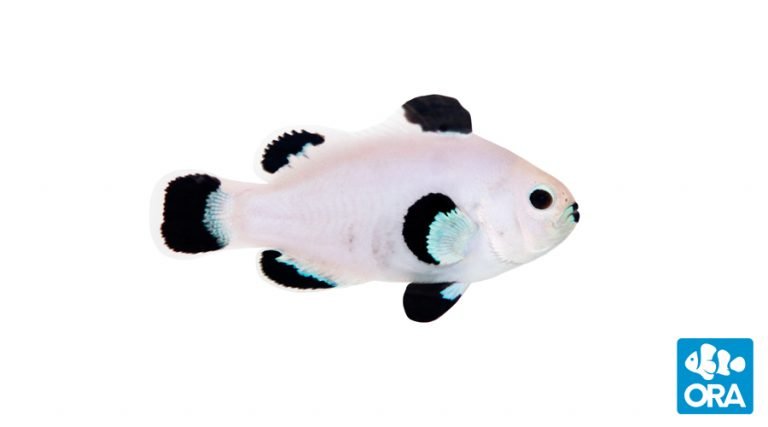 ORA Clownfish | ORA | Oceans, Reefs & Aquariums