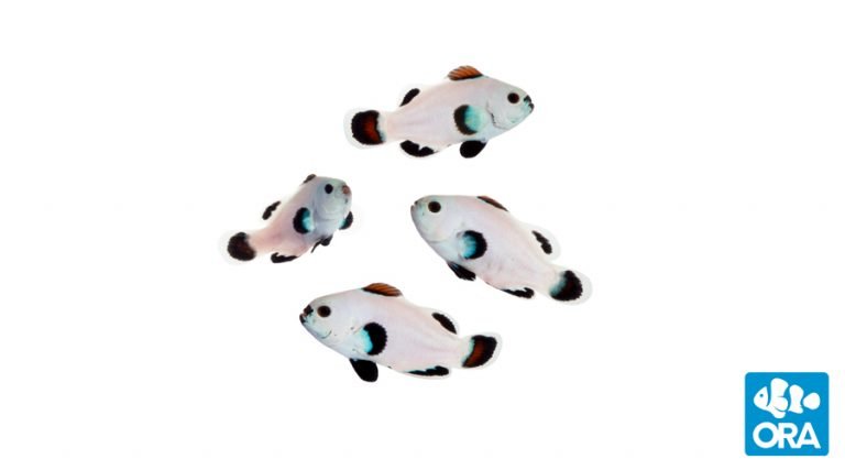 ORA Clownfish | ORA | Oceans, Reefs & Aquariums