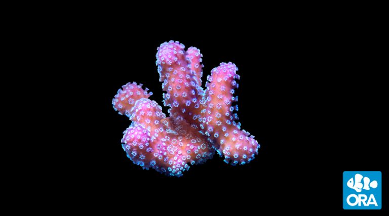 ORA Stellar Stylo | Stylophora sp. | ORA | Oceans, Reefs & Aquariums