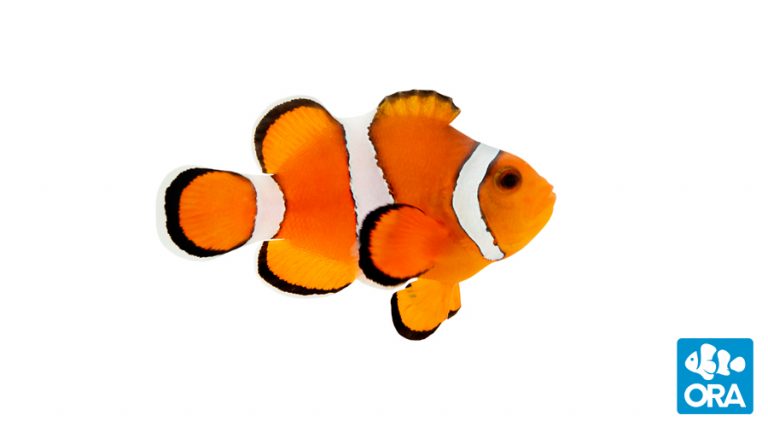 ORA Clownfish | ORA | Oceans, Reefs & Aquariums