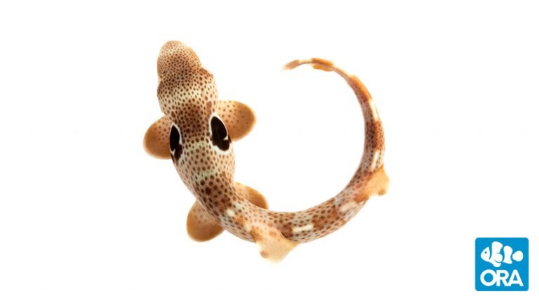 ORA Fish | ORA | Oceans, Reefs & Aquariums