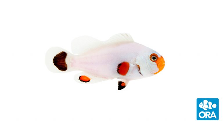 ORA Clownfish | ORA | Oceans, Reefs & Aquariums