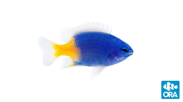 ORA Fish | ORA | Oceans, Reefs & Aquariums