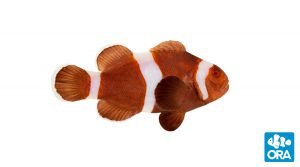 ORA Clownfish | ORA | Oceans, Reefs & Aquariums