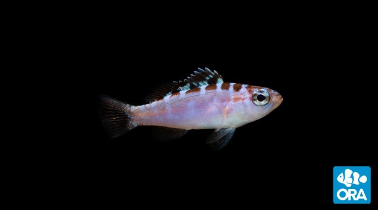 Chalk Bass | Serranus tortugarum | ORA | Oceans, Reefs & Aquariums