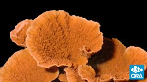 ORAnge Setosa | Montipora setosa | ORA | Oceans, Reefs & Aquariums
