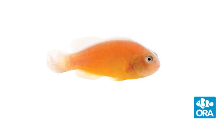 Black Ice Snowflake Clownfish | Amphiprion ocellaris | ORA | Oceans ...