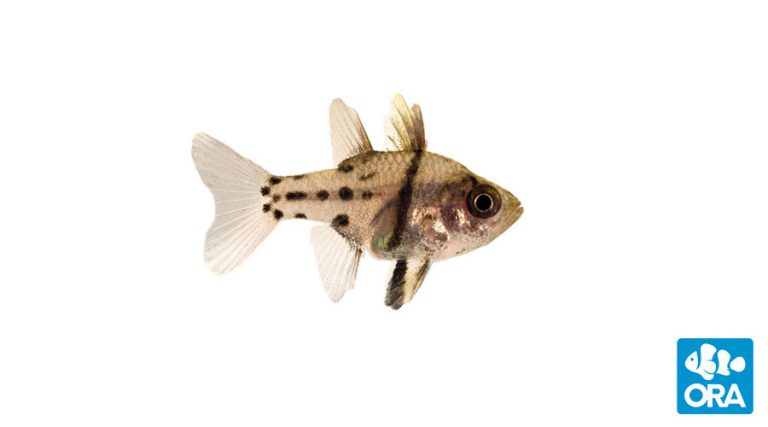 Blue Assessor | Assessor macneilli | ORA | Oceans, Reefs & Aquariums