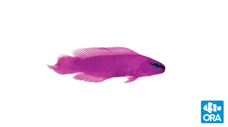 ORA Fish | ORA | Oceans, Reefs & Aquariums
