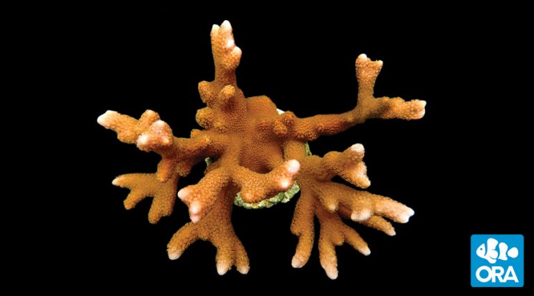 ORAnge Setosa | Montipora setosa | ORA | Oceans, Reefs & Aquariums