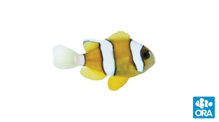 Pearl-Eye Clarkii Clownfish | Amphiprion clarkii | ORA | Oceans, Reefs ...