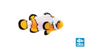 Black Ice Snowflake Clownfish | Amphiprion ocellaris | ORA | Oceans ...