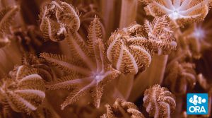Pumping Xenia | Xenia sp. | ORA | Oceans, Reefs & Aquariums
