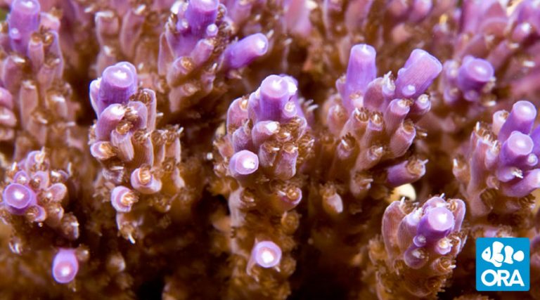 ORA Frogskin | Acropora sp. | ORA | Oceans, Reefs & Aquariums