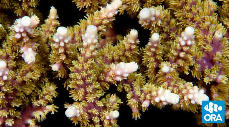 ORA Blue Voodoo | Acropora sp. | ORA | Oceans, Reefs & Aquariums