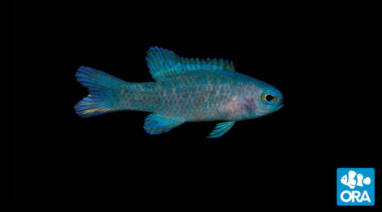 Randall's Assessor | Assessor randalli | ORA | Oceans, Reefs & Aquariums