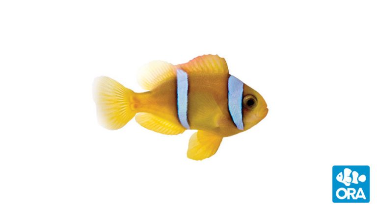 Black Frostbite Clownfish | Amphiprion ocellaris | ORA | Oceans, Reefs ...