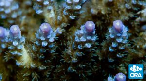 Blue Assessor | Assessor macneilli | ORA | Oceans, Reefs & Aquariums