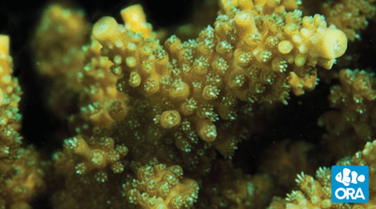 ORA Blue Voodoo | Acropora sp. | ORA | Oceans, Reefs & Aquariums