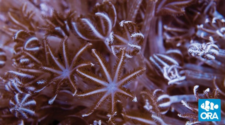 Silver Xenia | Xenia sp. | ORA | Oceans, Reefs & Aquariums