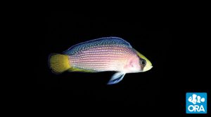 Splendid Dottyback | Manonichthys splendens | ORA | Oceans, Reefs ...