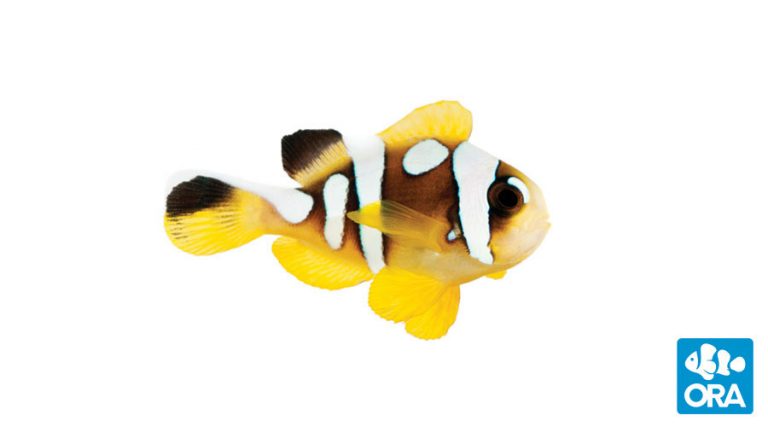Spotcinctus Clownfish | Amphiprion bicinctus | ORA | Oceans, Reefs ...