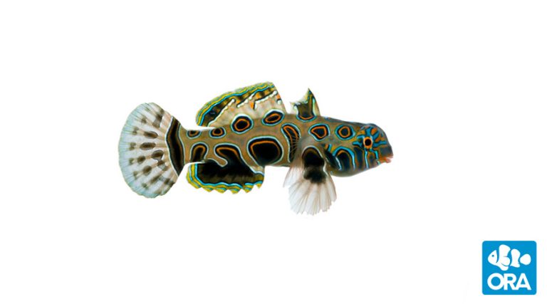 Blue Mandarin | Synchiropus splendidus | ORA | Oceans, Reefs & Aquariums