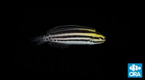 Striped Blenny | Meiacanthus grammistes | ORA | Oceans, Reefs & Aquariums