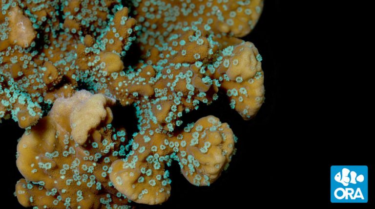 ORAnge Setosa | Montipora setosa | ORA | Oceans, Reefs & Aquariums
